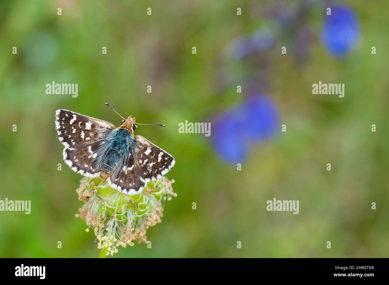 Red Underwing Skipper (Spialia sertorius) on flower, Ardeche, France ...