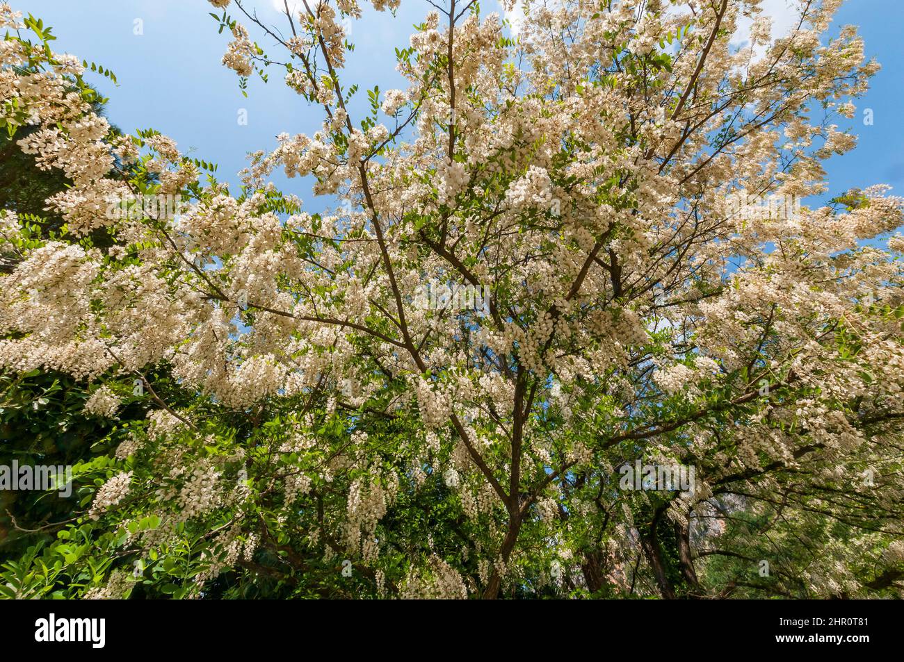 Black locust (Robinia pseudoacacia) in bloom, Ardeche, France Stock ...