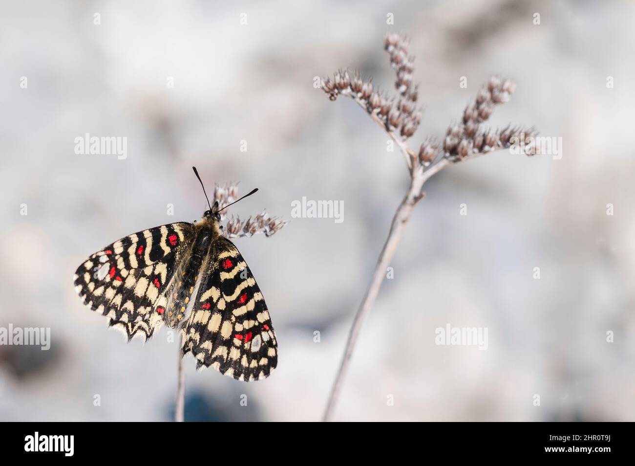 Spanish Festoon (Zerynthia rumina) on stem, Ardeche, France Stock Photo ...