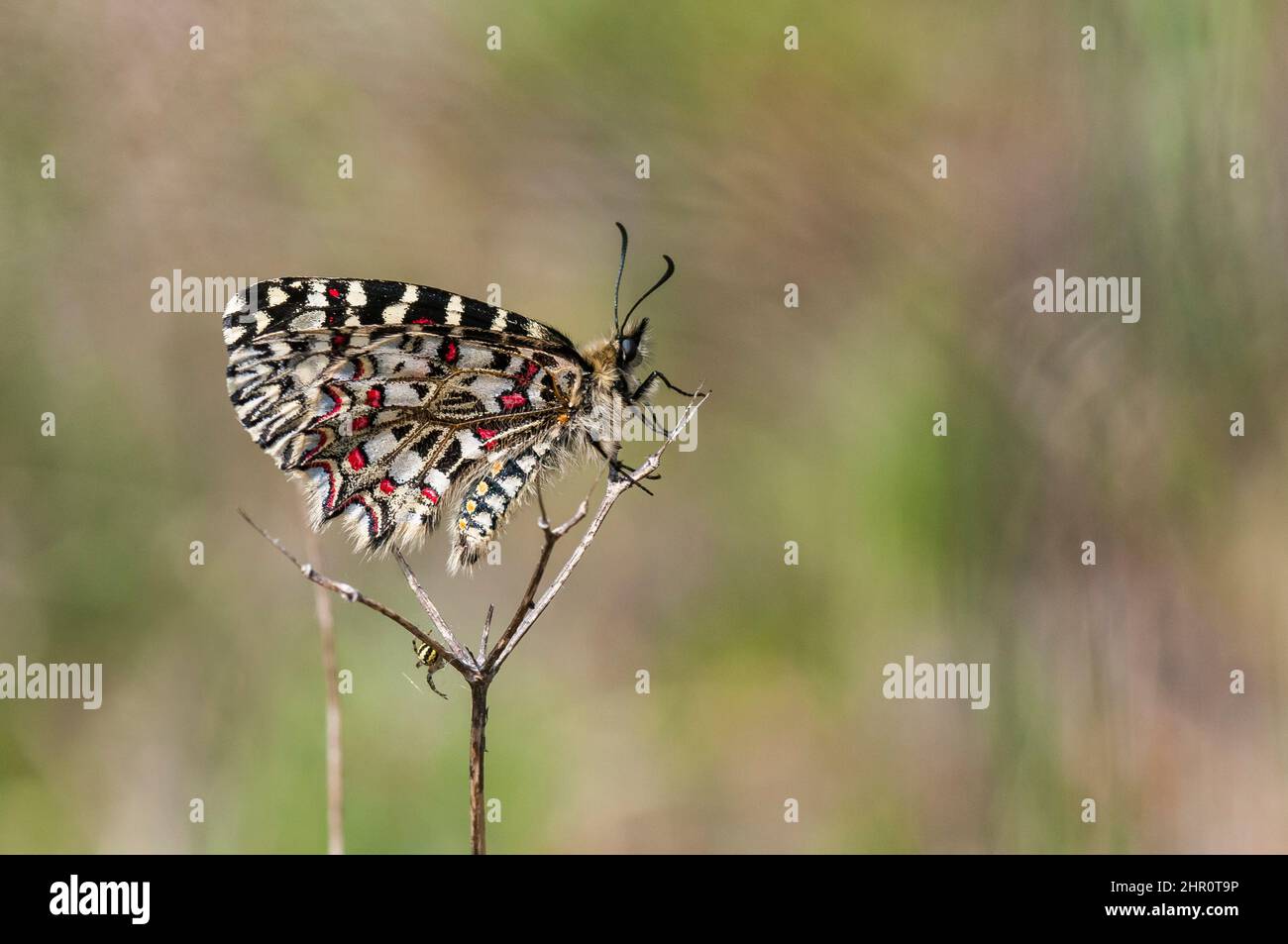 Spanish Festoon (Zerynthia rumina) on twig, Bois de Paiolive, Ardeche ...