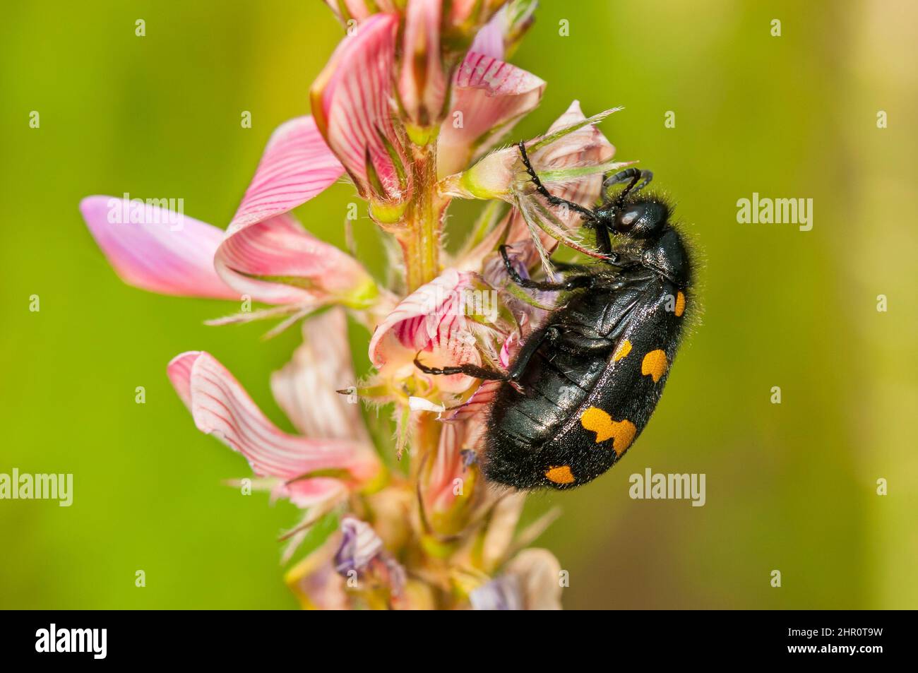 Blister Beetle (Hycleus polymorphus) on flower, Ardeche, France Stock ...