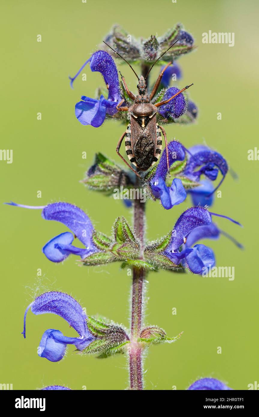 Assassin Bug (Rhynocoris erythropus) on sage, Dent de rez, Ardeche ...
