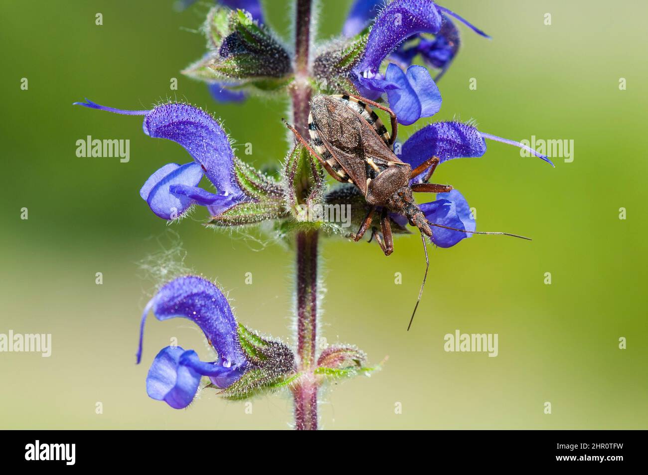 Assassin Bug (Rhynocoris erythropus) on sage, Dent de rez, Ardeche ...