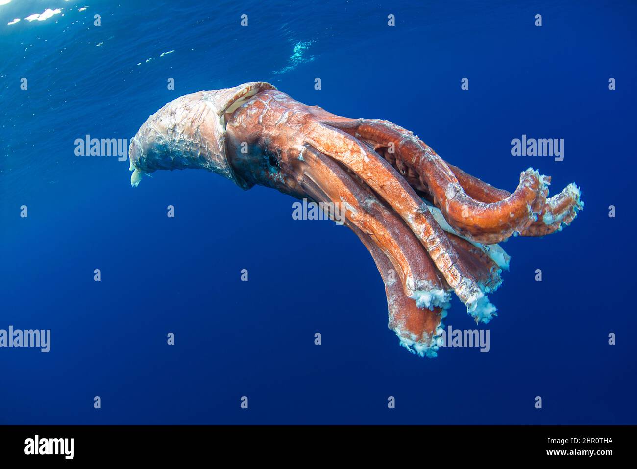 Architeuthis species hi-res stock photography and images - Alamy