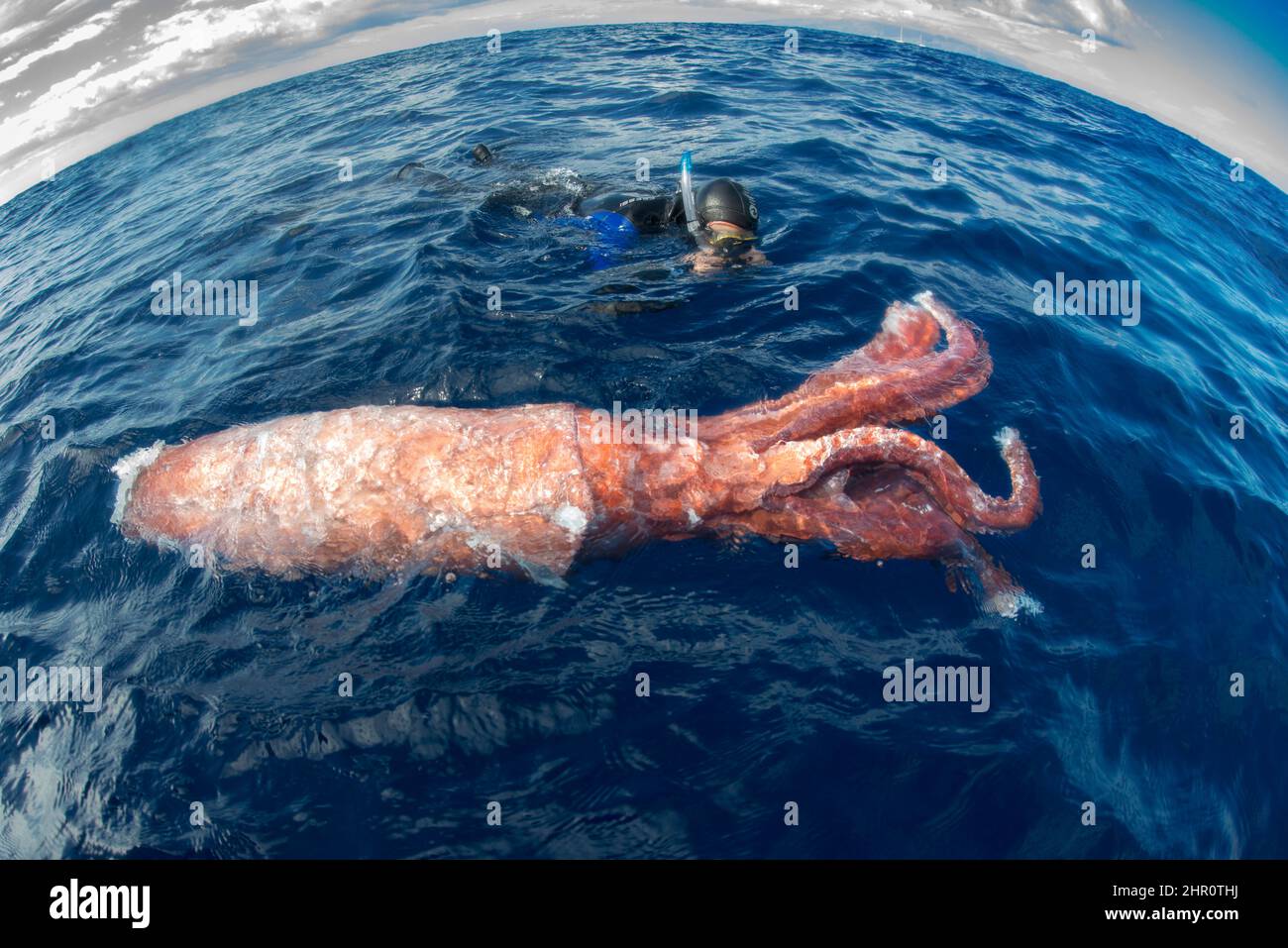 Remains Of Human Bodies Dead Bodies High Resolution Stock Photography ...