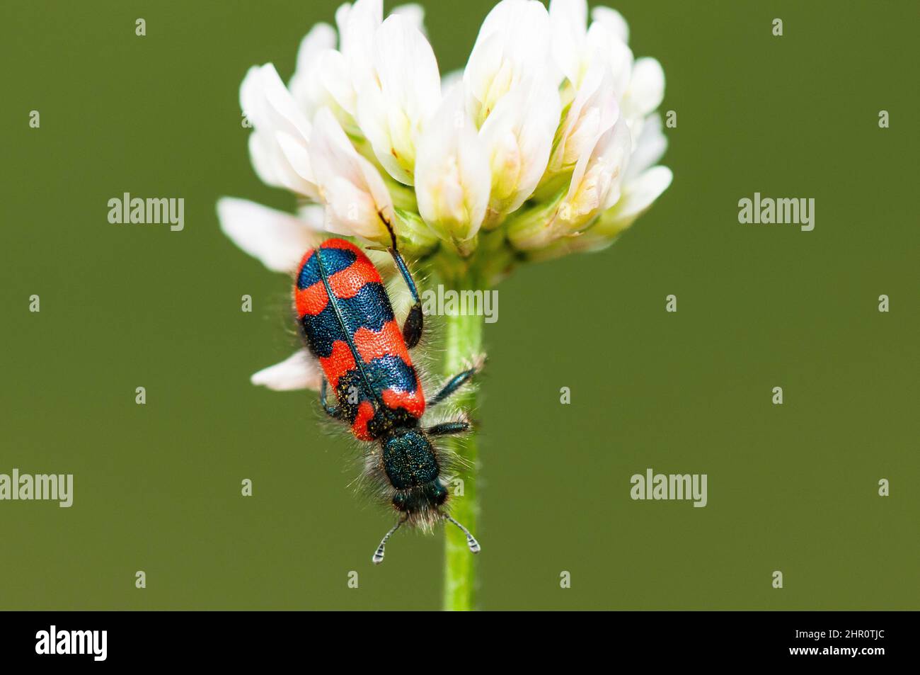 Checkered Beetle (Trichodes alvearius) on clover flower (Trifolium sp ...