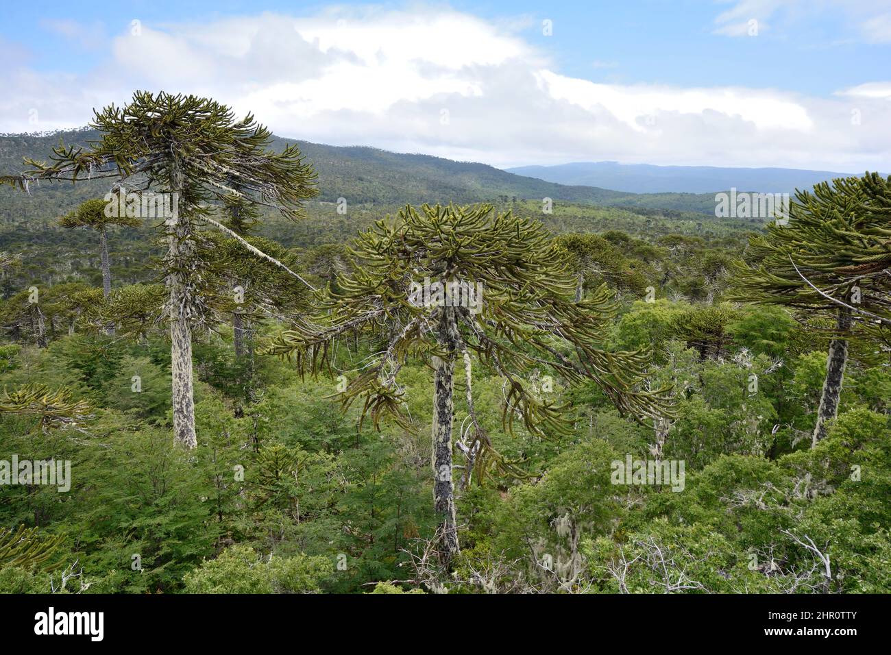 Monkeypuzzle tree (Araucaria araucana) forest, Cerro Anay, Nahuelbuta ...
