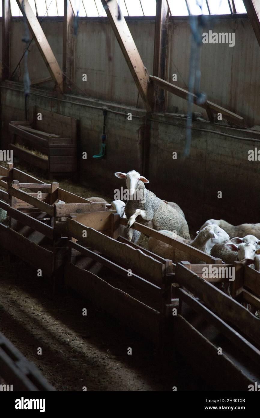 Sheep in a sheepfold, Queyras Regional Nature Park, Alps, France Stock ...