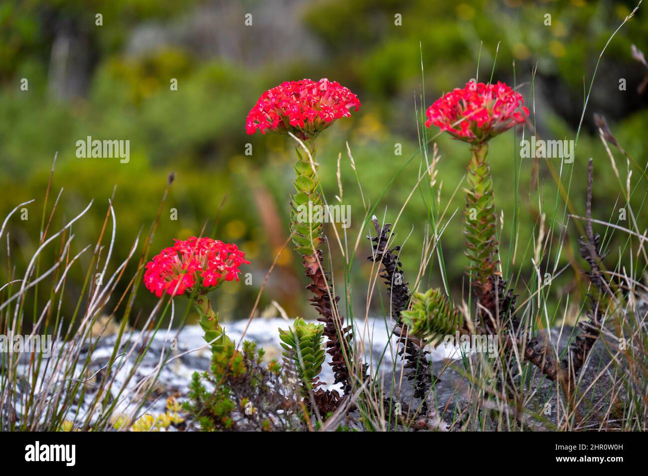 Red flower on Table Mountain in Cape Town Stock Photo - Alamy