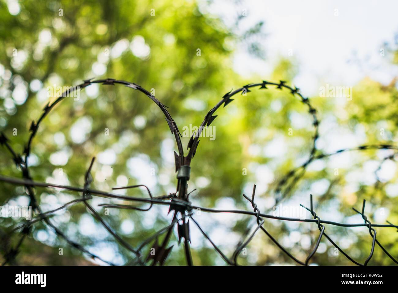 Twisted barbed wire on the green background Stock Photo - Alamy