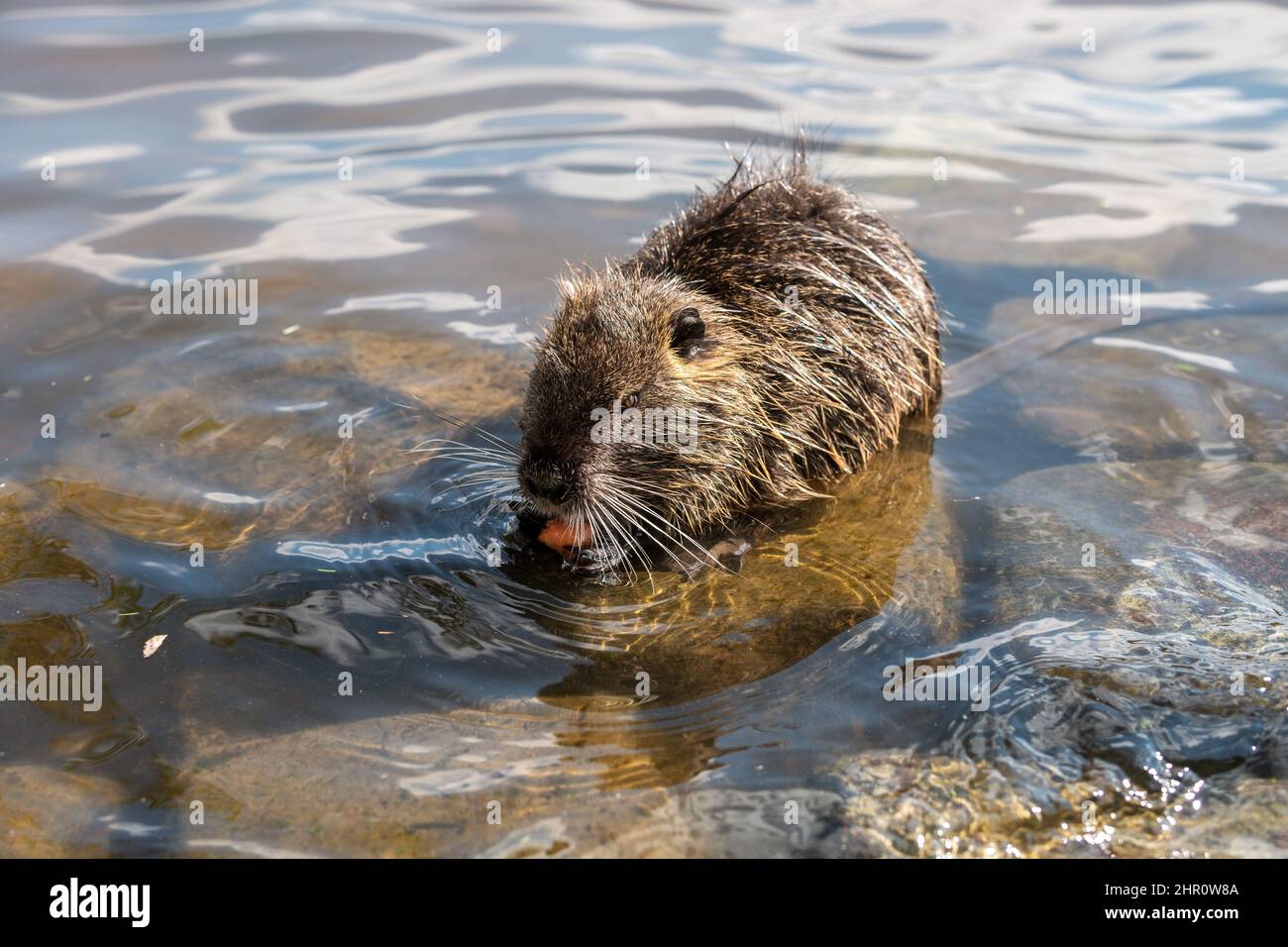 Nutria, with river city habitat near Charles bridge, Vltava, Prague ...