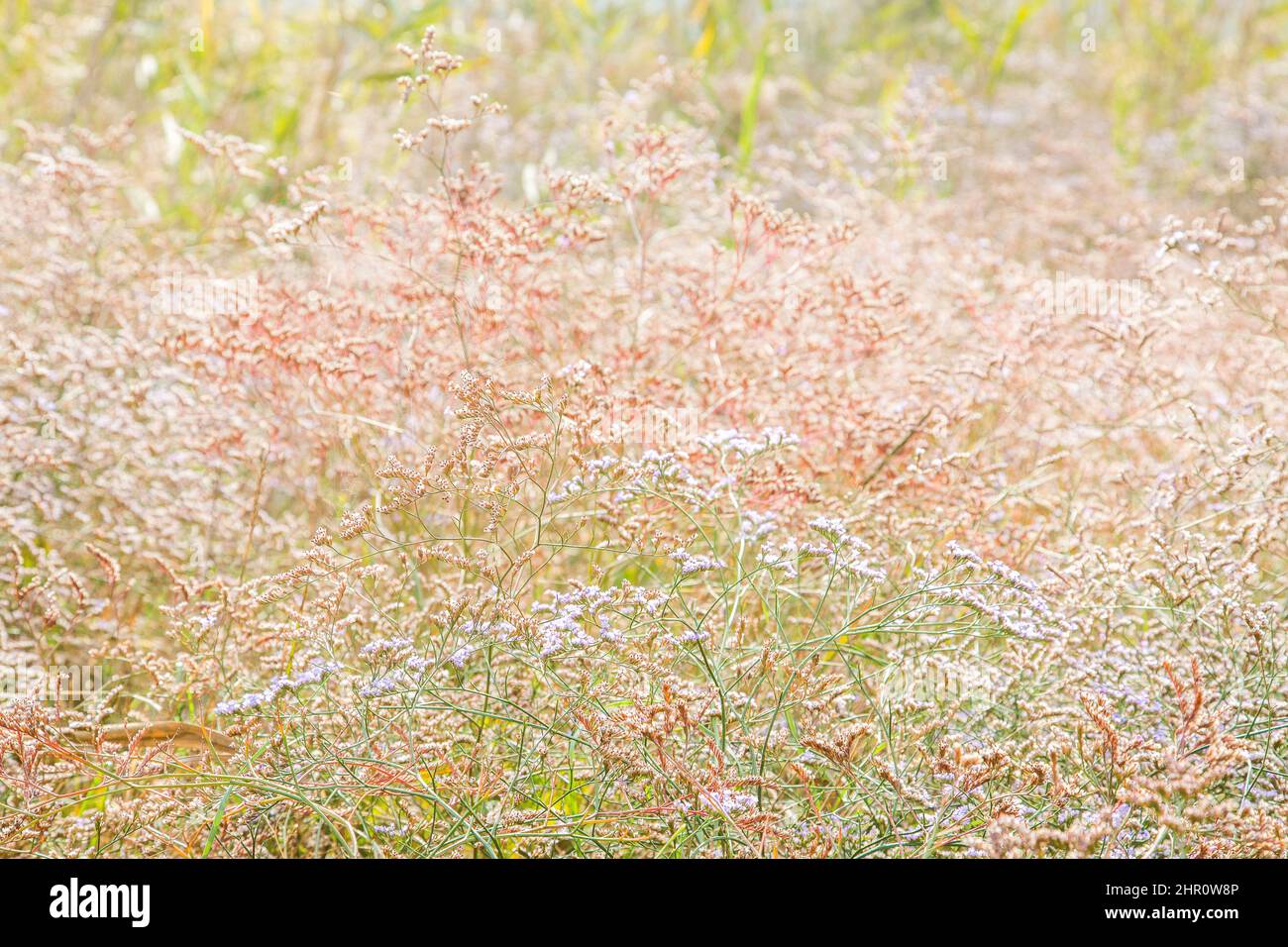 Statice (Limonium sp), Camargue, Bouches-du-Rhone, France Stock Photo ...
