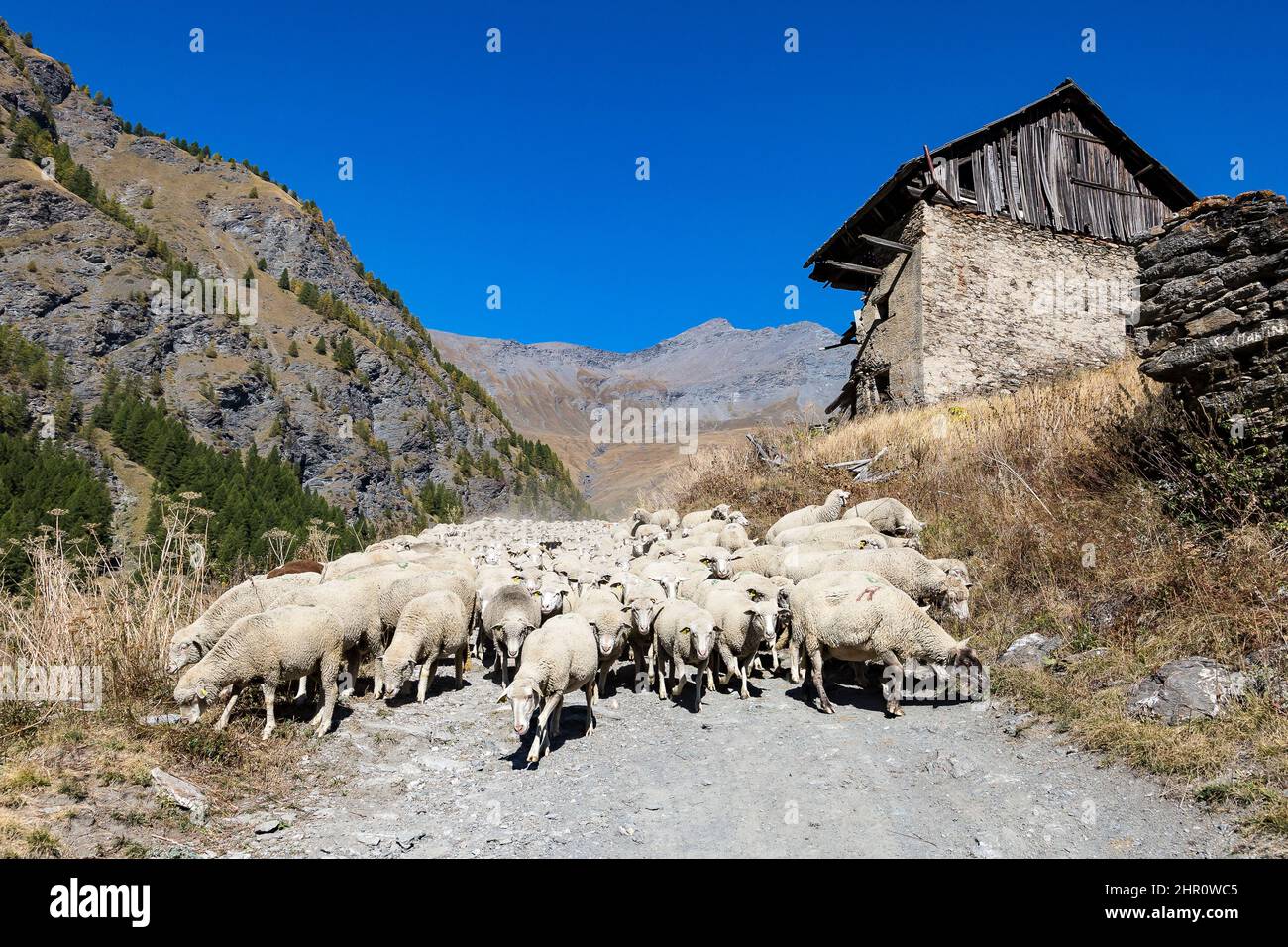 Descent of the herd of sheep at the end of summer in the Regional ...
