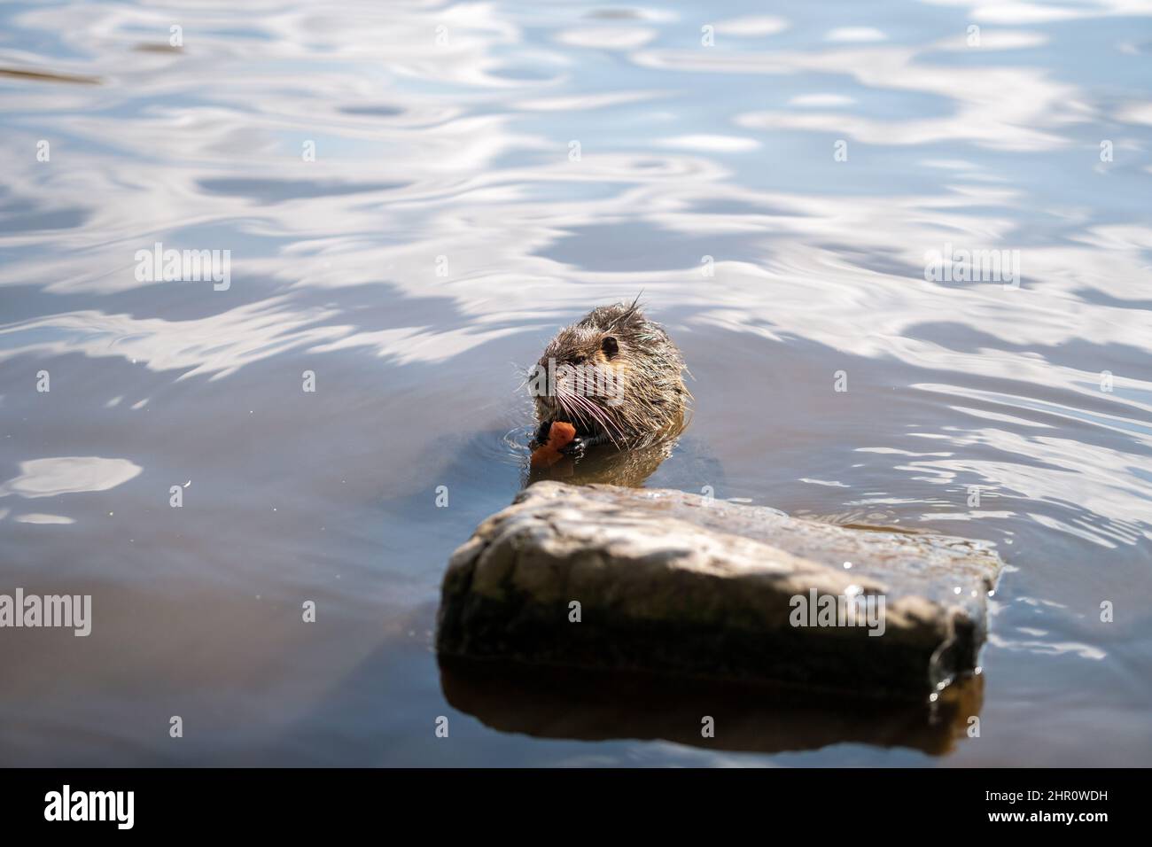 Nutria, with river city habitat near Charles bridge, Vltava, Prague ...
