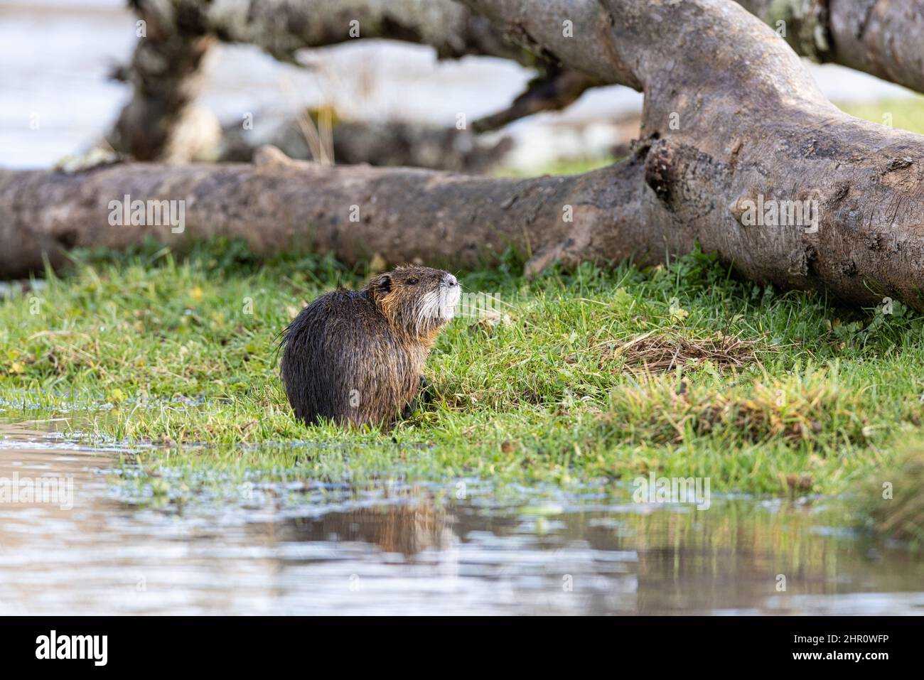 Coypu (Myocastor coypus) on the banks of the Aube river, National ...