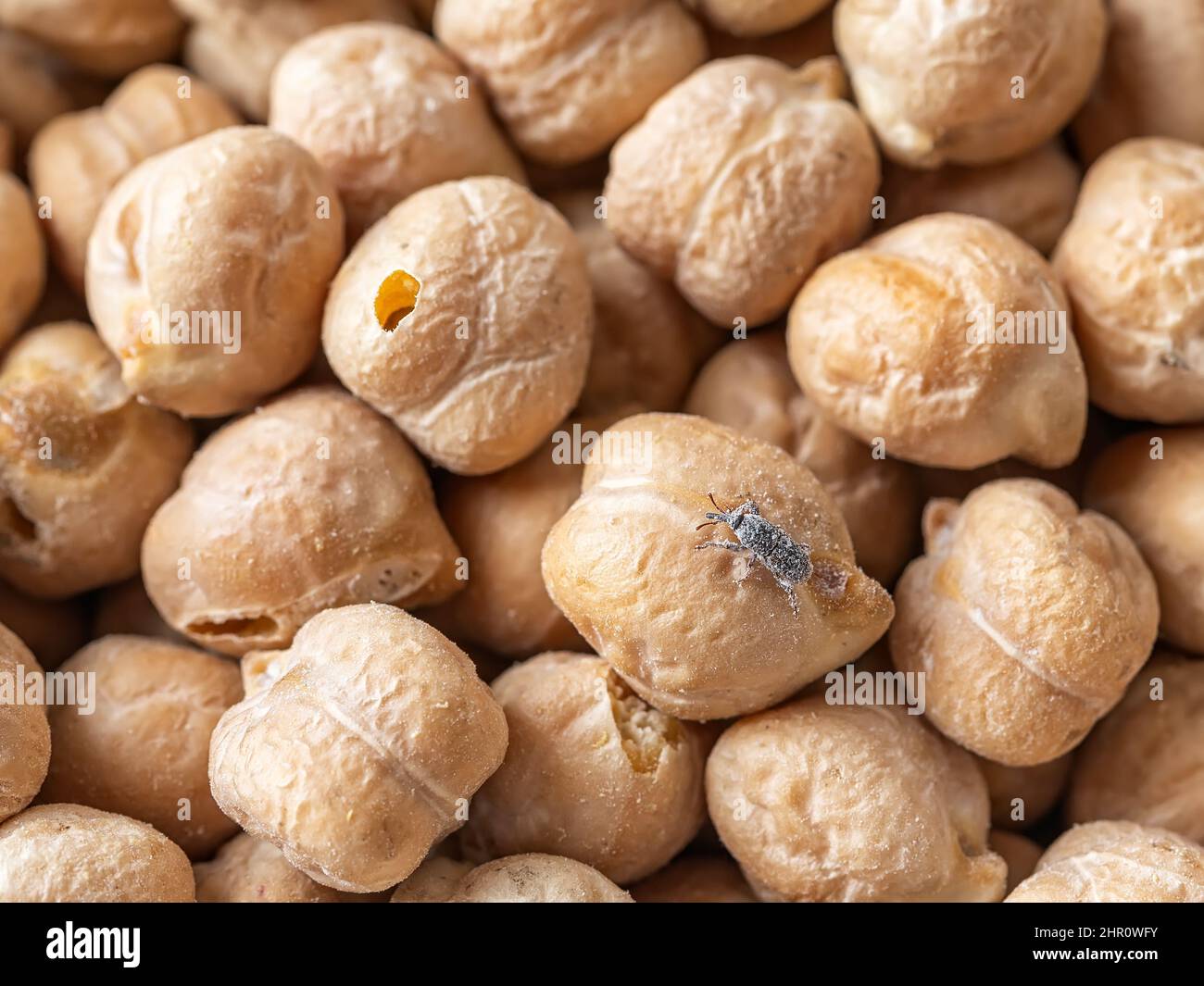 Macro of wheat weevil on dry chickpeas. Raw chickpea beans infested ...