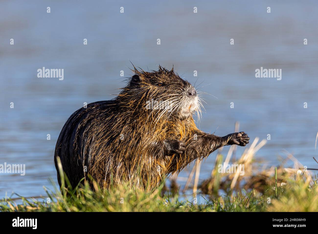 Coypu (Myocastor coypus) on the banks of the Aube river, National ...