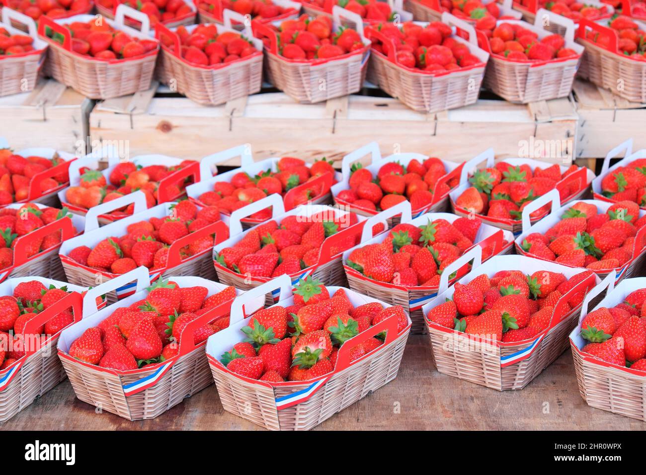 Strawberries fragaria sp hi-res stock photography and images - Alamy