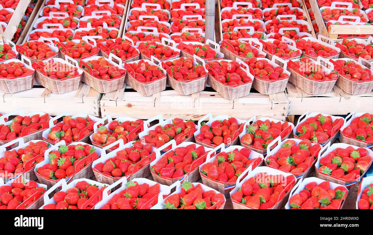 Strawberries fragaria sp hi-res stock photography and images - Alamy