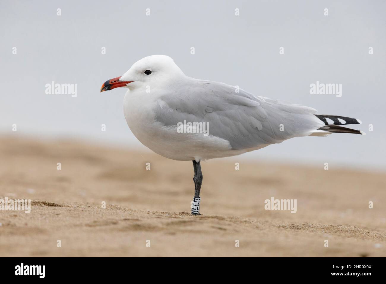 Gull rings hi-res stock photography and images - Alamy