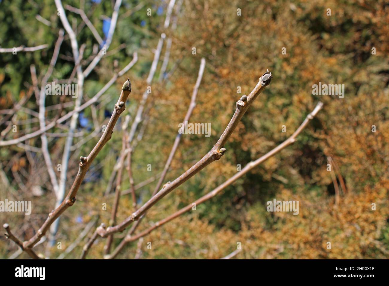 Walnut branch hi-res stock photography and images - Alamy
