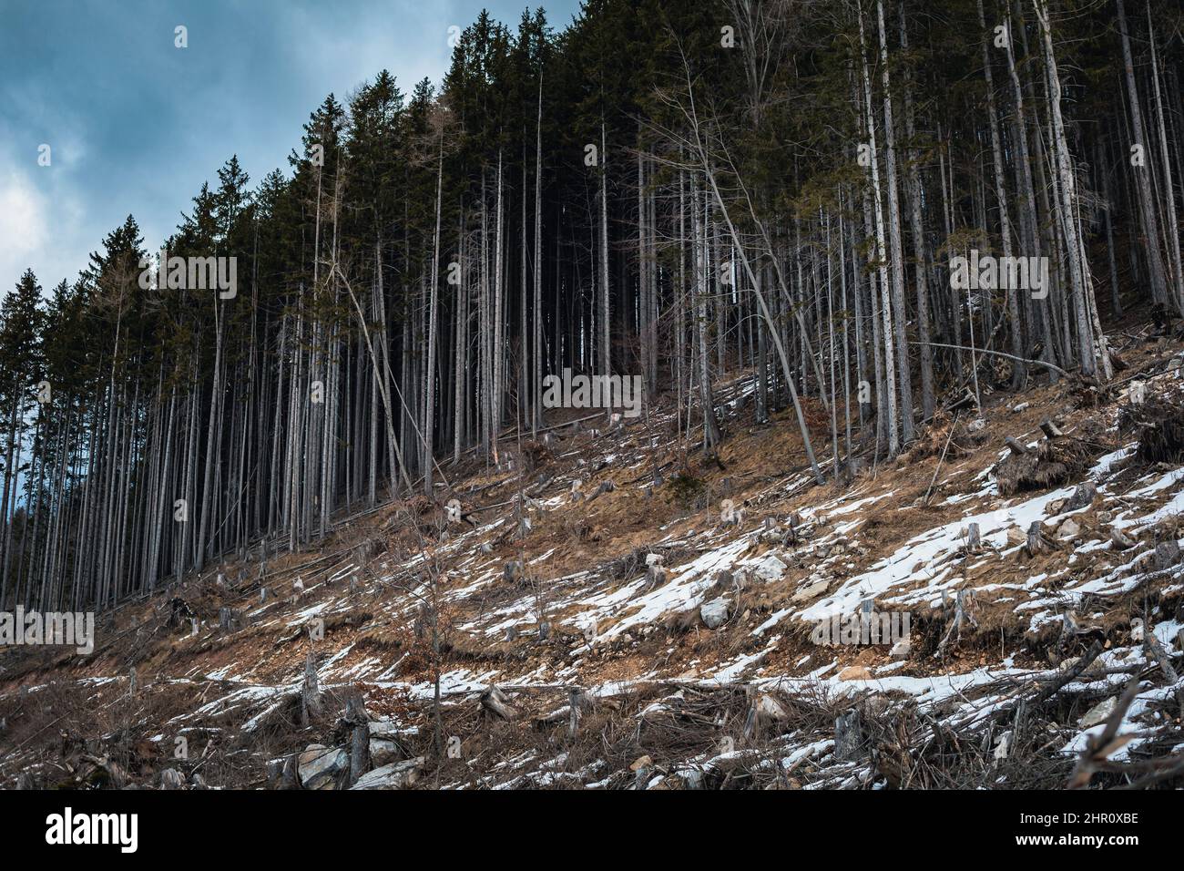 Deforestation and environmental destruction in a pine forest. Aerial ...