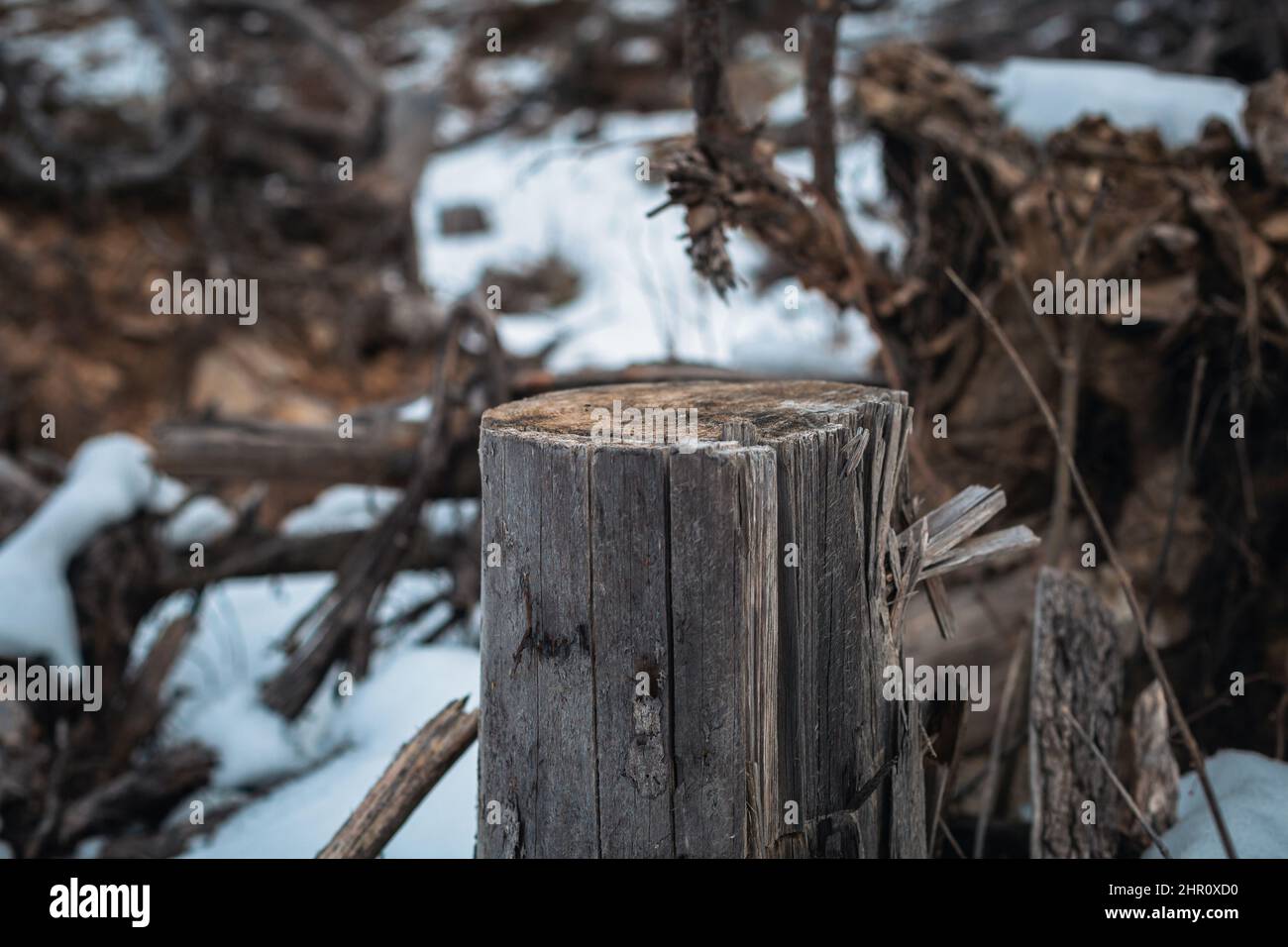 Deforestation and environmental destruction in a pine forest. Aerial ...