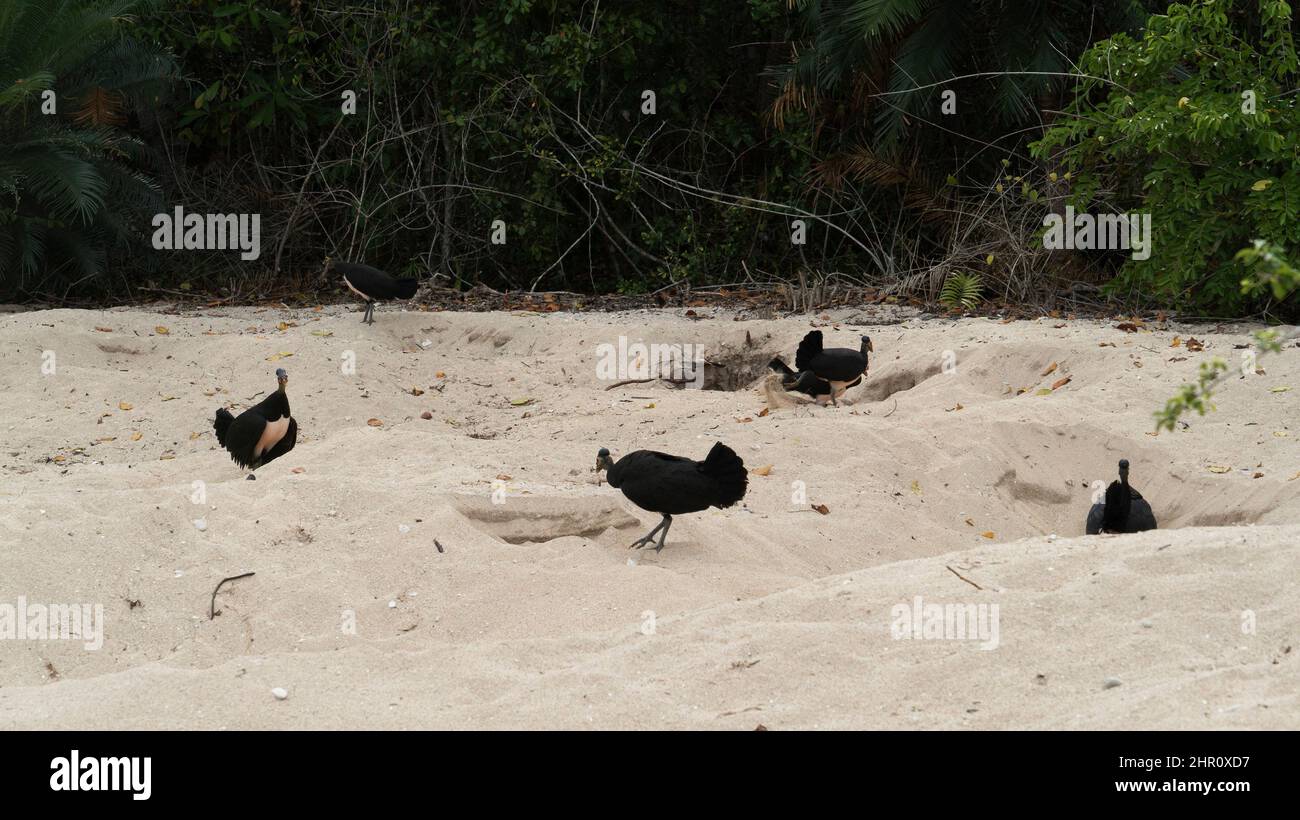Maleo (Macrocephalon maleo) digging nesting site, Central Sulawesi ...
