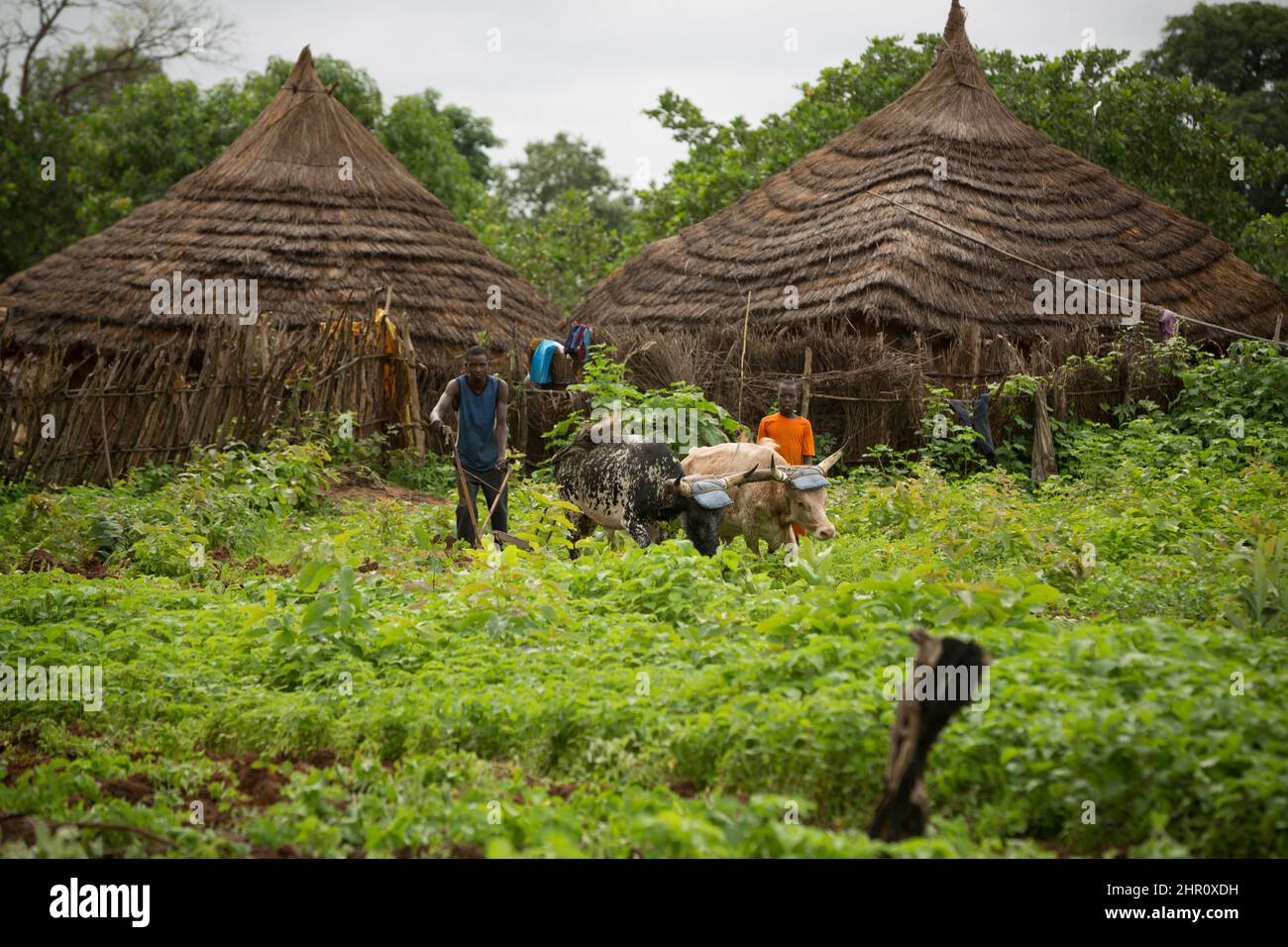 Africa farmer field senegal hi-res stock photography and images - Alamy