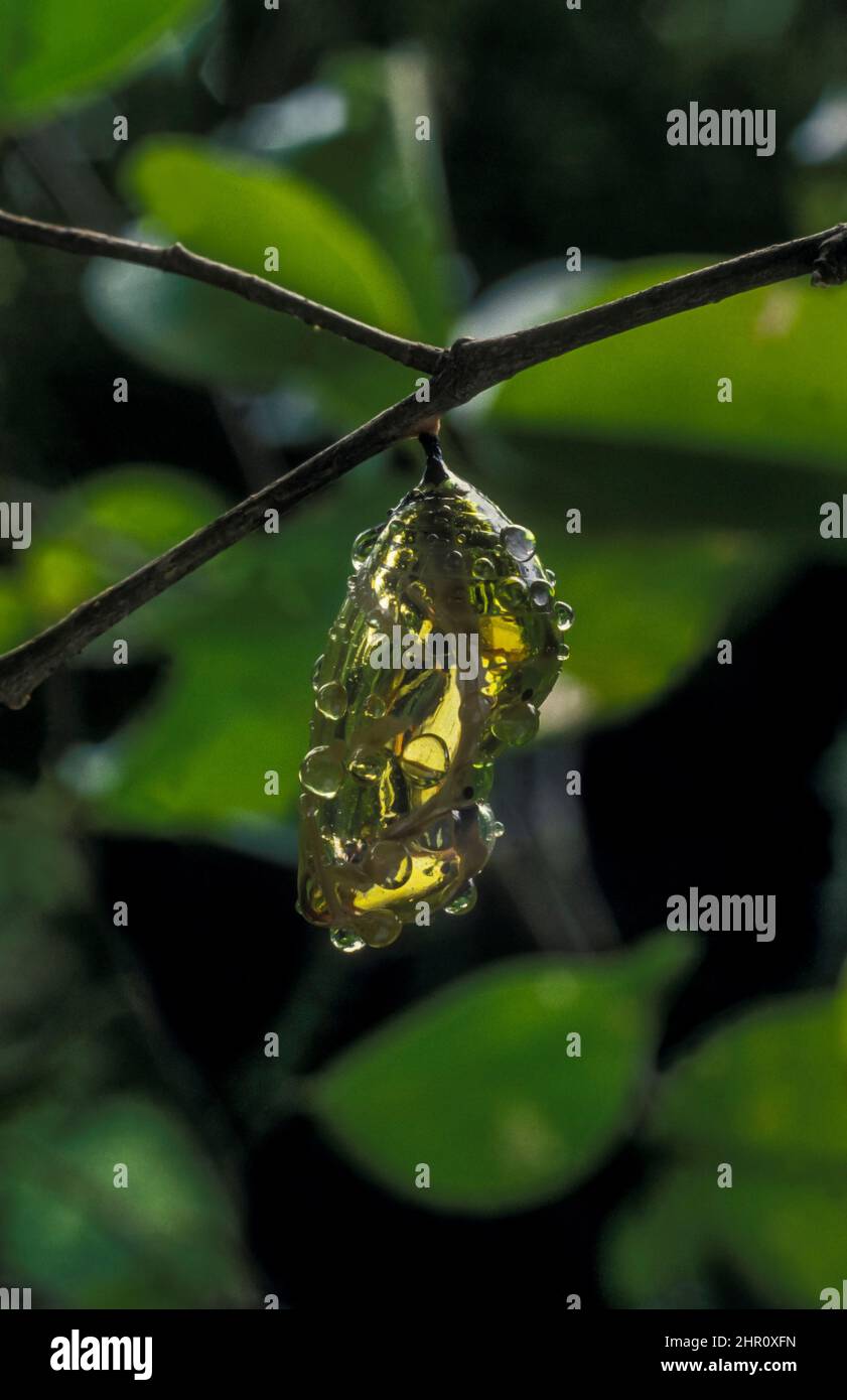 Shiny pupa of Crow butterfly (Euploea core), Bogor, West Java Stock ...