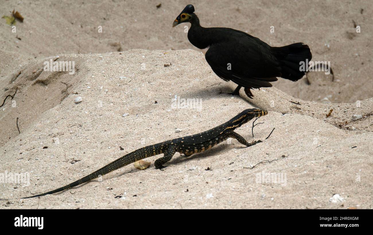 Monitor lizard (Varanus sp) on Maleo (Macrocephalon maleo) nesting site ...