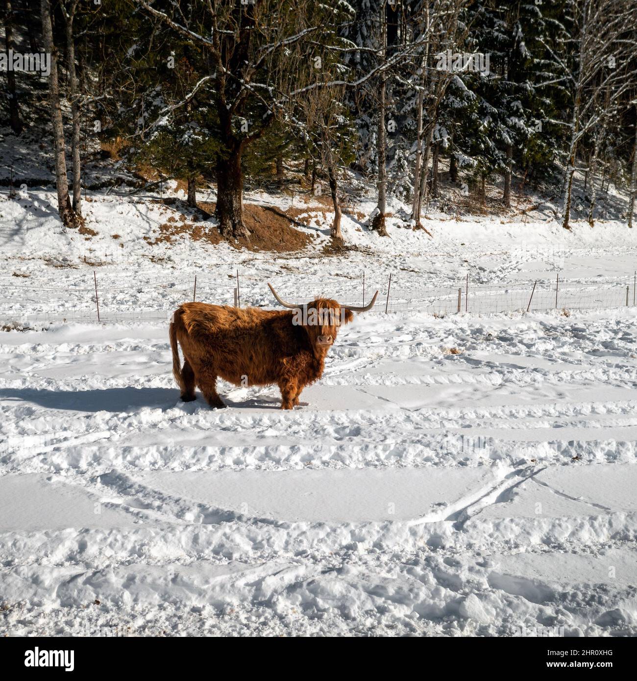 Angus Aberdeen Highland cow with long wavy woolly red-brown hair ...