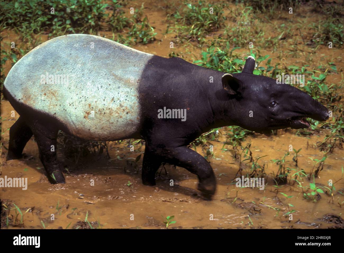 Malayan Tapir (Tapirus indicus) walking in water, Sumatra Stock Photo ...
