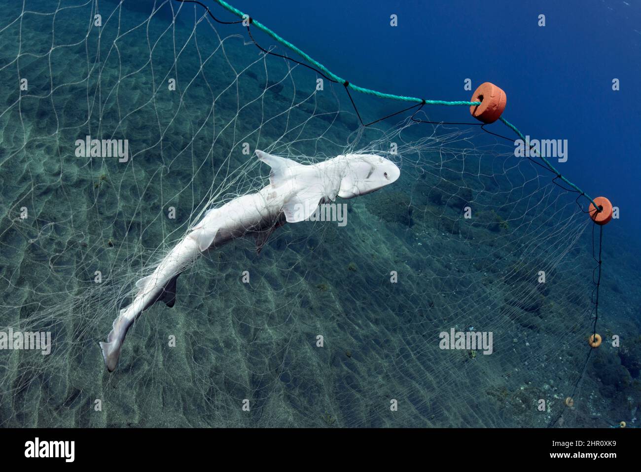 Entangled baby shark. Common smooth-hound (Mustelus mustelus). Fishing ...
