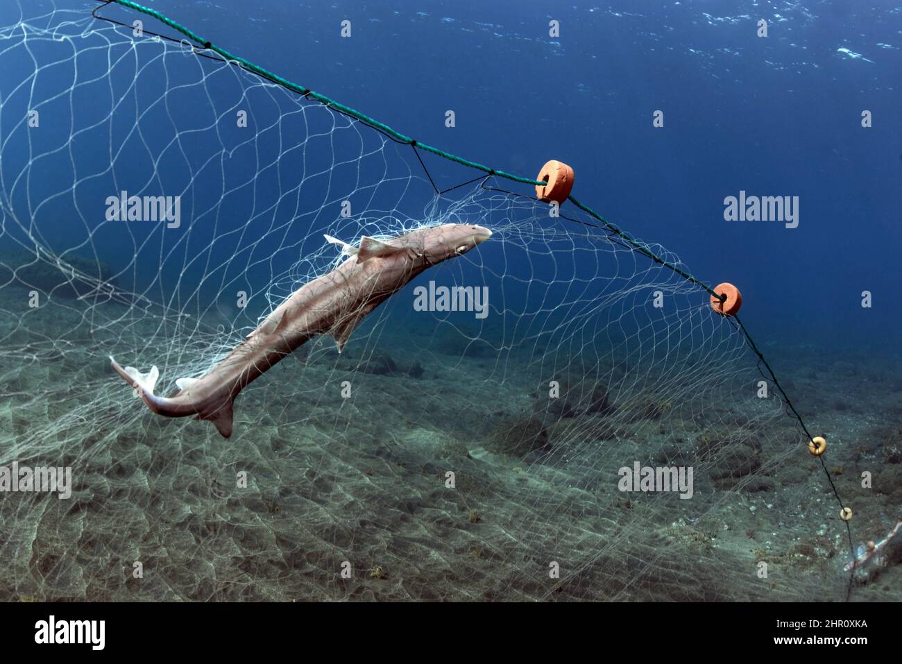 Entangled baby shark. Common smooth-hound (Mustelus mustelus). Fishing ...