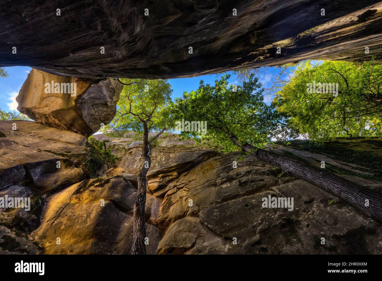Chestnut trees in the Chambre du Roi (King's Chamber), dug in the Annot ...