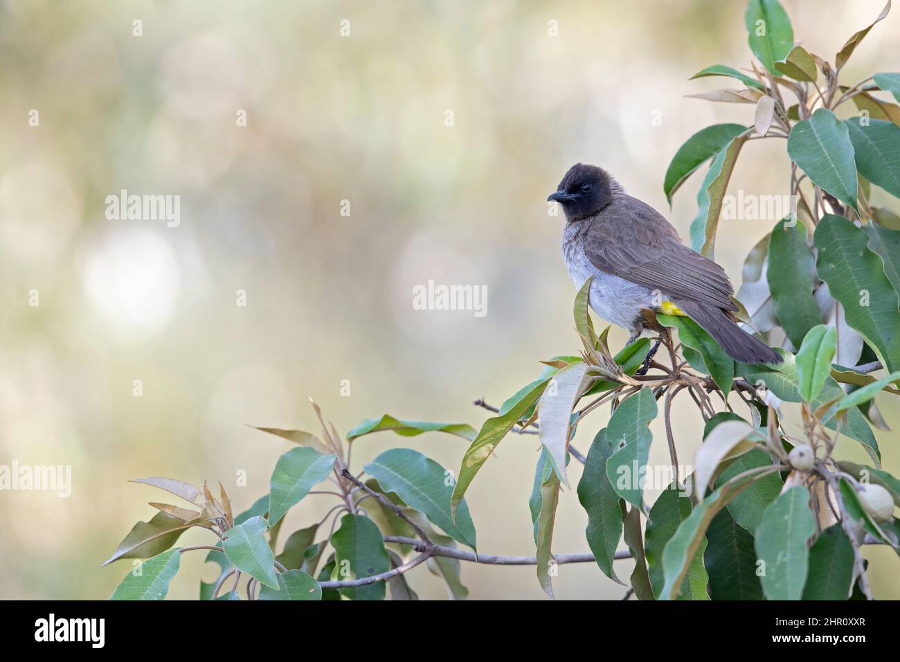 The dark capped bulbul pycnonotus tricolor hi-res stock photography and ...