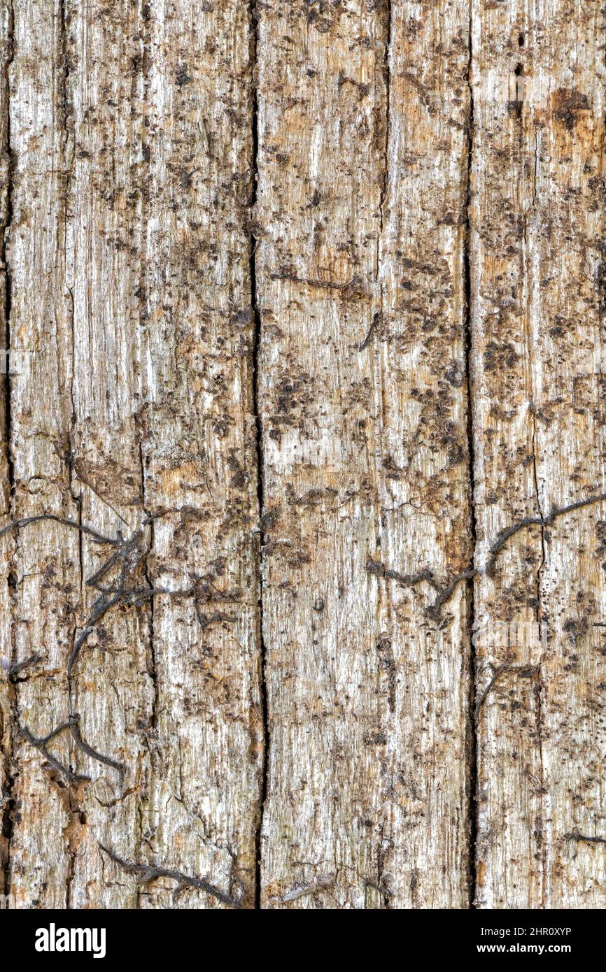 An abstract background or texture of old and rotten wood Stock Photo ...