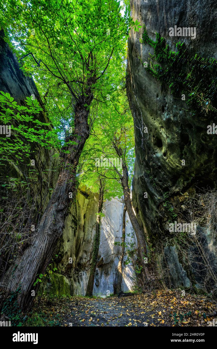 Chestnut trees in the Chambre du Roi (King's Chamber), dug in the Annot ...
