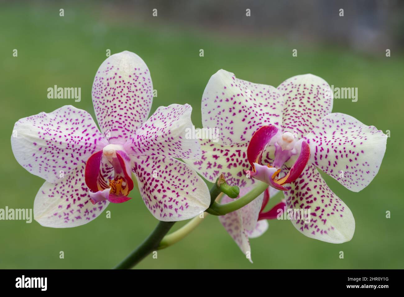 Sun orchids hi-res stock photography and images - Alamy