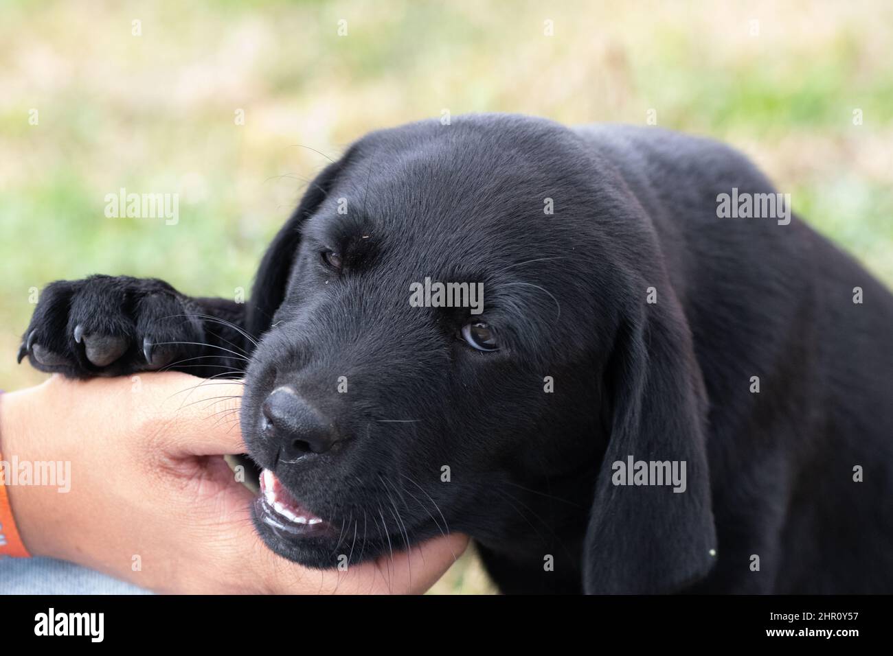 Head shot of an 8 week old black Labrador puppy chewing a persons thumb ...