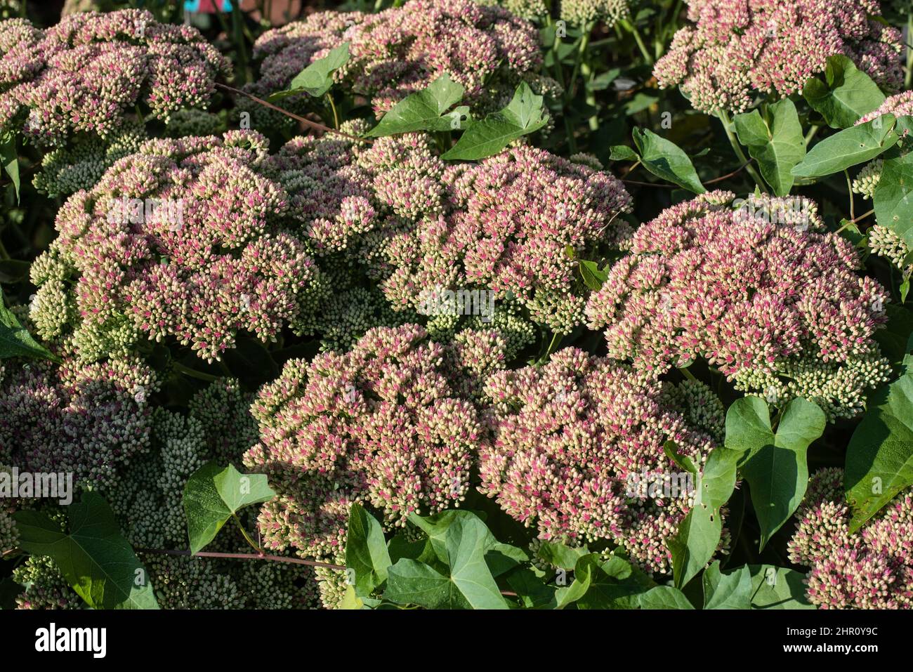 the small pink and purple blossoms of showy stonecrops or ice plants ...