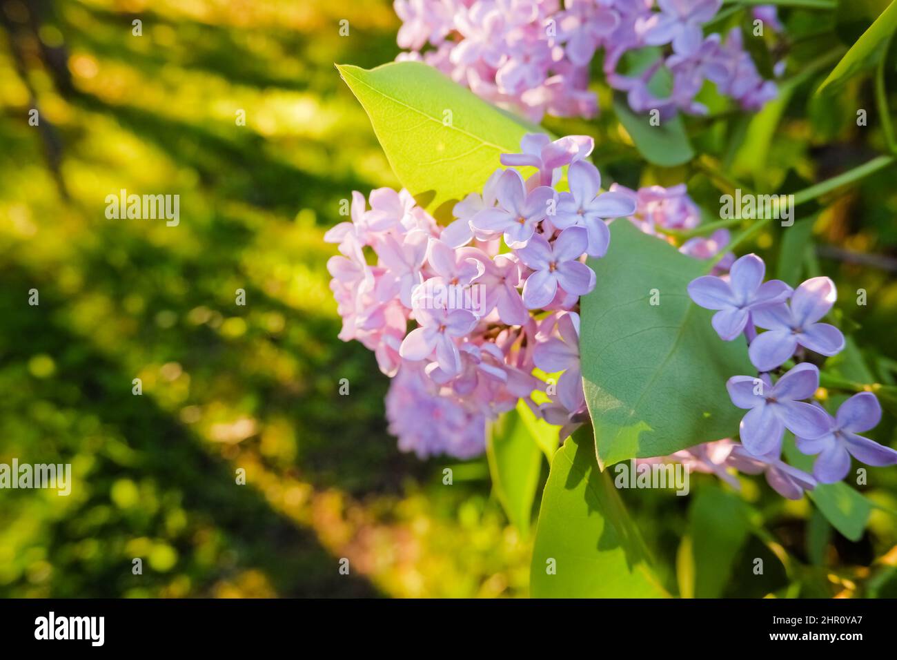 Bright blooms of spring lilacs bush in garden. Spring pink lilac ...
