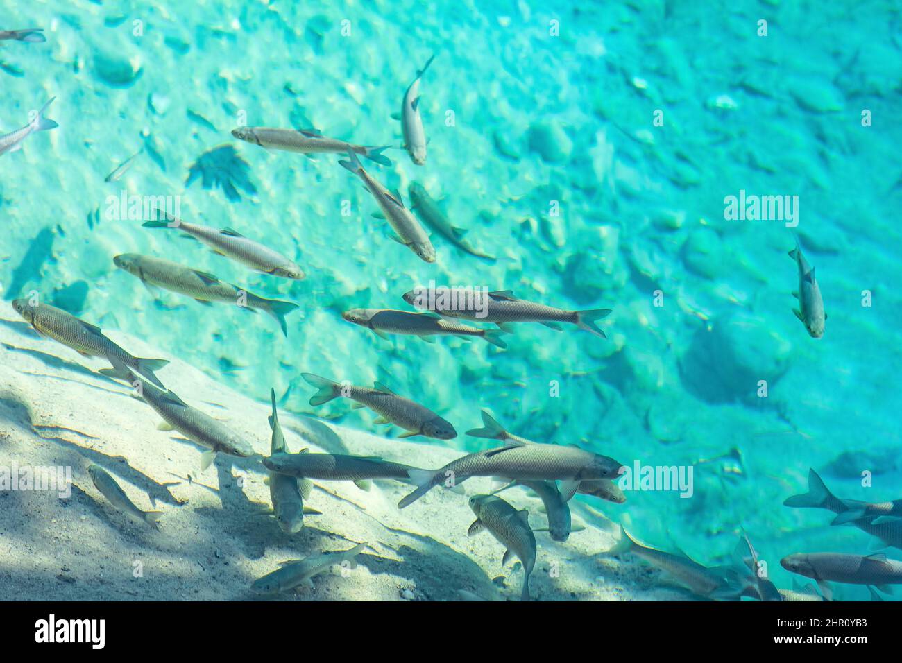 flock of fish in clear blue water in a mountain stream Stock Photo - Alamy