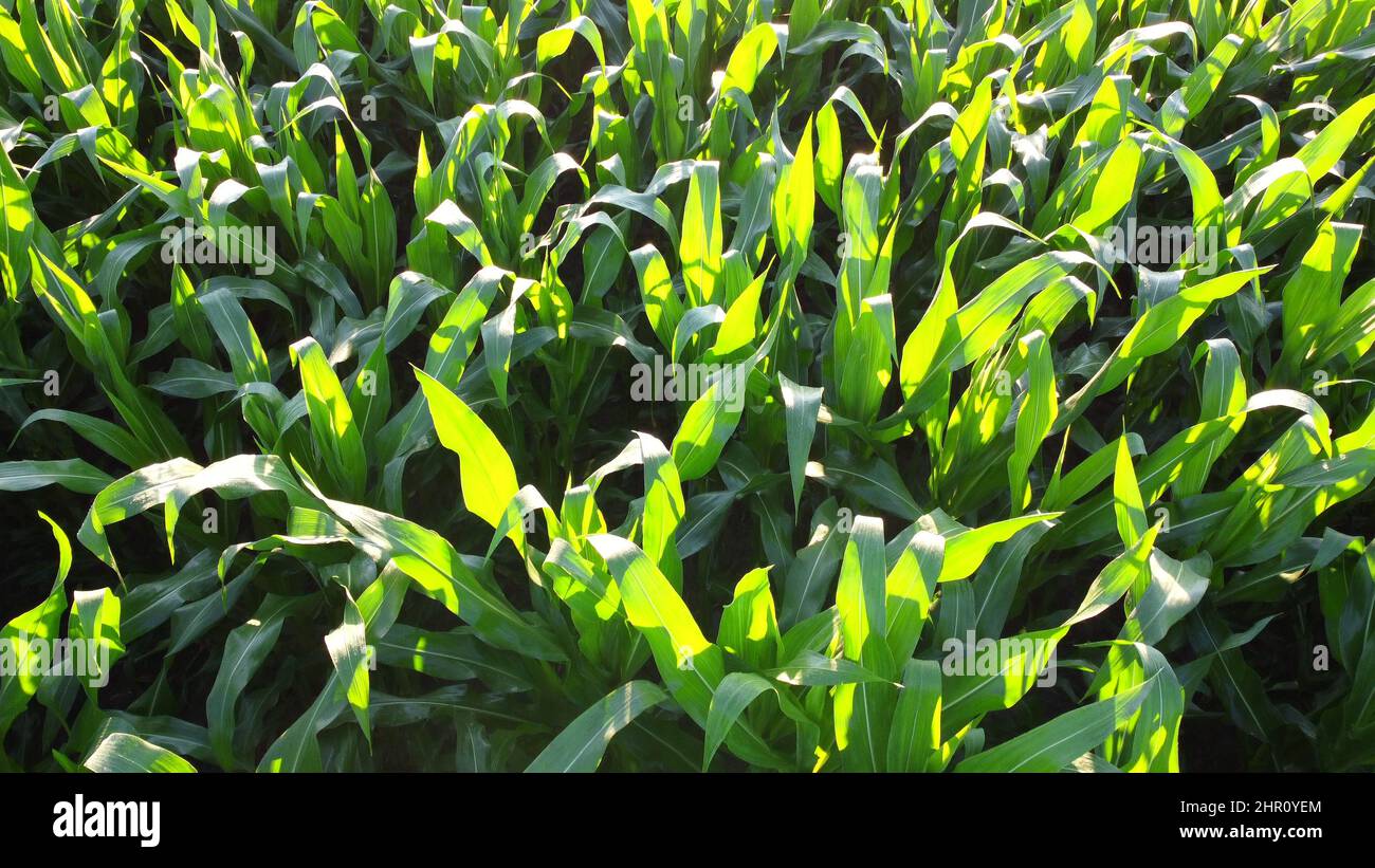 Flying over corn fields drone hi-res stock photography and images - Alamy