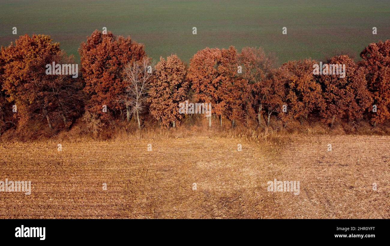 Aerial Drone View. Trees with brown dry leaves grow between field after ...