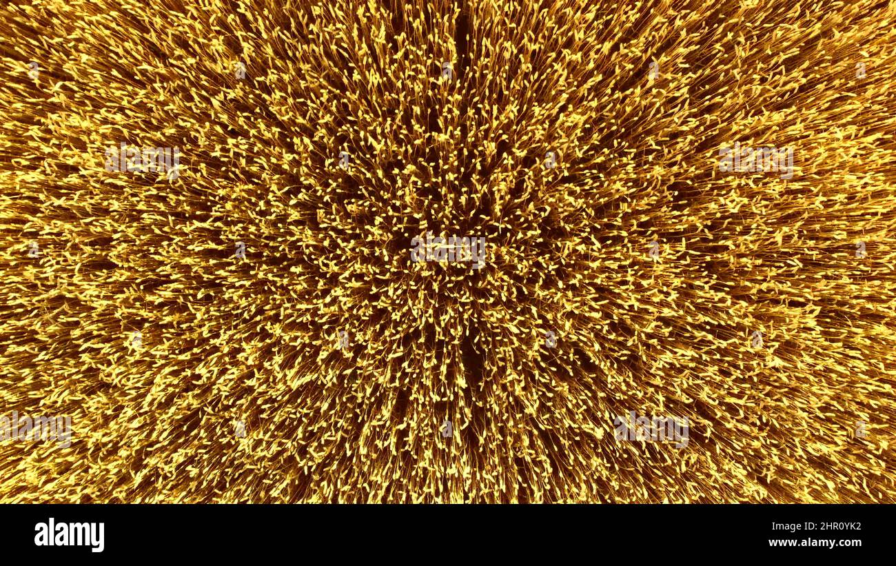 Flying over field of yellow ripe wheat, dawn sunset. Natural background ...