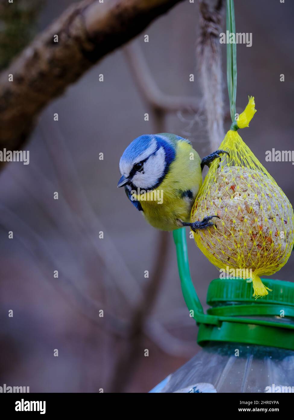 Blue titmouse on a feeder outdoors Stock Photo - Alamy