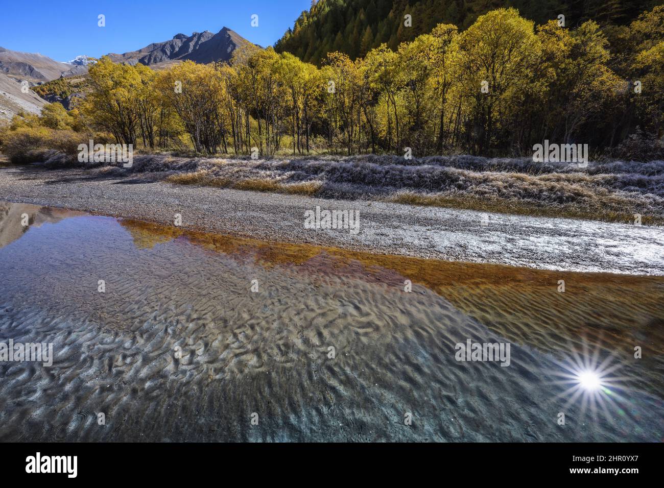 The Ubaye River at Plan de Parouart in autumn. Laurel willow in autumn ...