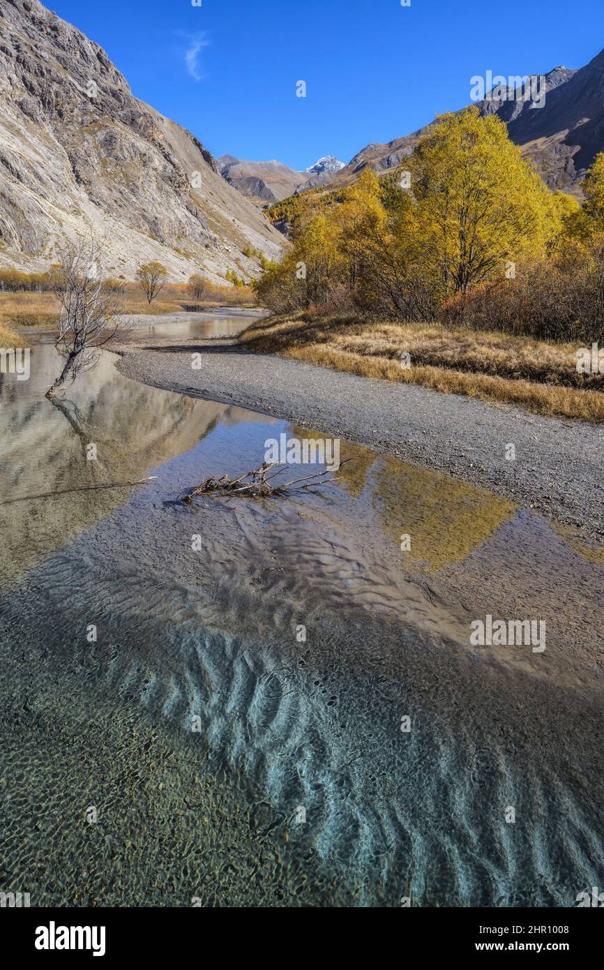 The Ubaye River at Plan de Parouart in autumn. Laurel willow in autumn ...